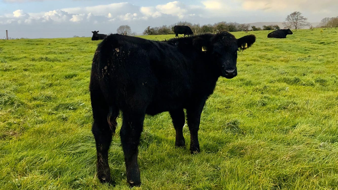 Heifers For Sale | Lemonfield Irish Angus Herd